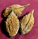 Heartnut Trees for Sale | Burnt Ridge Nursery | Buy Heartnut, Japanese ...