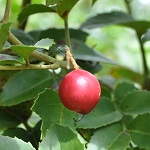 Chilean Nut Trees for Sale | Burnt Ridge Nursery | Buy Chilean Hazelnut ...