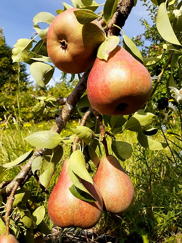 European Pear Trees for Sale | Burnt Ridge Nursery | Buy Pear Trees
