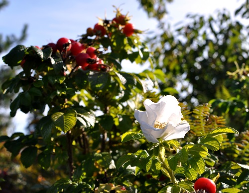 White Rugosa Rose | Burnt Ridge Nursery & Orchards-Burnt Ridge Nursery