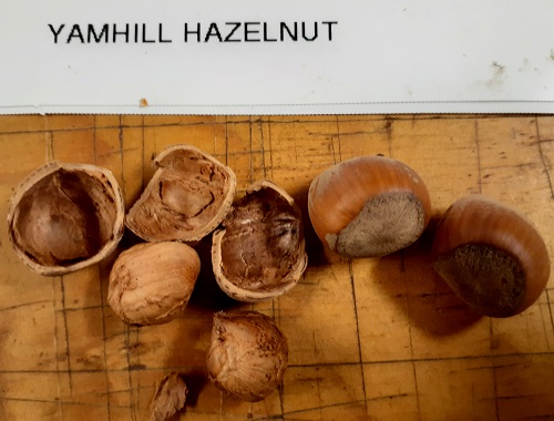 Yamhill Hazelnut Tree Seeds | Burnt Ridge Nursery & Orchards-Burnt ...