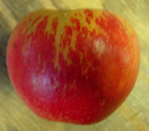 Akane Apple Trees | Burnt Ridge Nursery & Orchards-Burnt Ridge Nursery