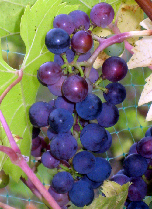 Buy Baco Noir Red Wine Grape Online | Burnt Ridge Nursery-Burnt Ridge ...