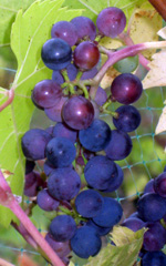 Wine Grape Vines for Sale | Burnt Ridge Nursery | Buy Wine Grape Plants