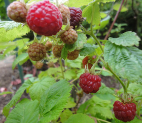 Buy Boyne Raspberry Online | Burnt Ridge Nursery-Burnt Ridge Nursery