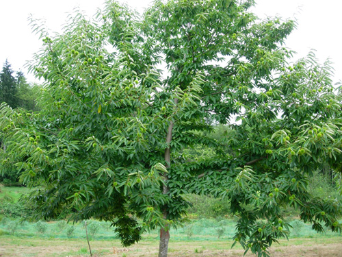 COLOSSAL CHESTNUT-Burnt Ridge Nursery