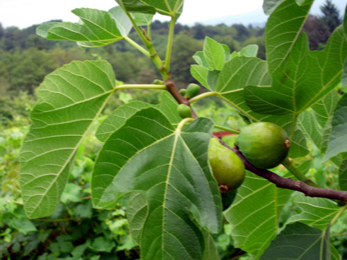 Buy Desert Fig Trees | Burnt Ridge Nursery | For Sale Online-Burnt ...