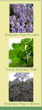 Empress Trees for Sale | Burnt Ridge Nursery | Buy Empress Tree ...