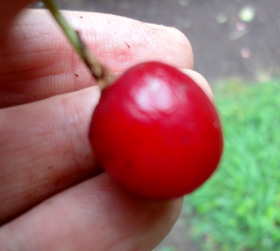 Evans Bali Cherry Trees | Burnt Ridge Nursery & Orchards-Burnt Ridge ...