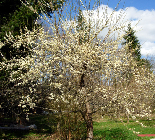 Methley Plum Trees | Burnt Ridge Nursery & Orchards-Burnt Ridge Nursery