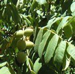 Heartnut Trees for Sale | Burnt Ridge Nursery | Buy Heartnut, Japanese ...