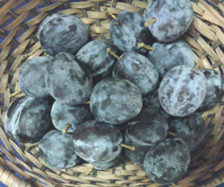 Italian Plum Trees | Burnt Ridge Nursery & Orchards-Burnt Ridge Nursery