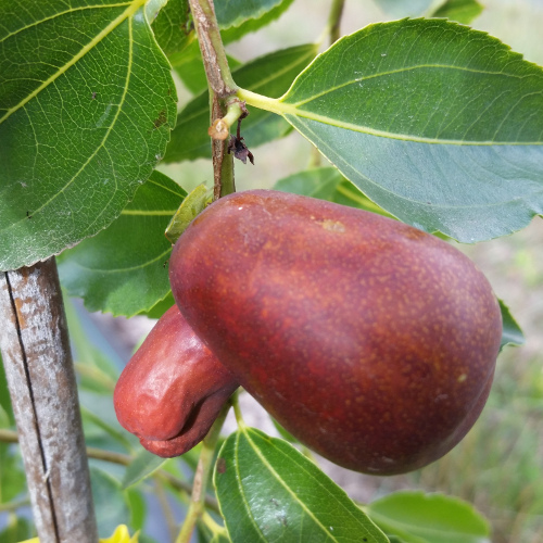 Lang Jujube Tree