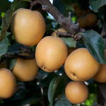 Asian Pear Trees for Sale | Burnt Ridge Nursery | Buy Asian Pear Trees