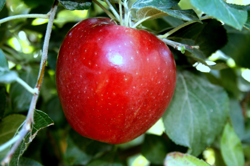 Cosmic Crisp® Apple Trees | Burnt Ridge Nursery & Orchards-Burnt Ridge ...