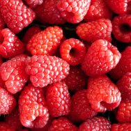 Cane Fruits | Burnt Ridge Nursery & Orchards