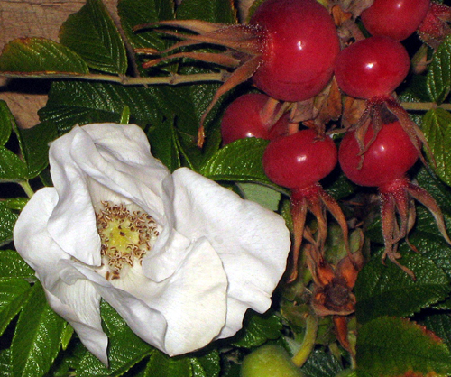 White Rugosa Rose | Burnt Ridge Nursery & Orchards-Burnt Ridge Nursery