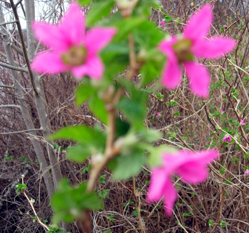 Salmonberry | Native Shrubs |-Burnt Ridge Nursery