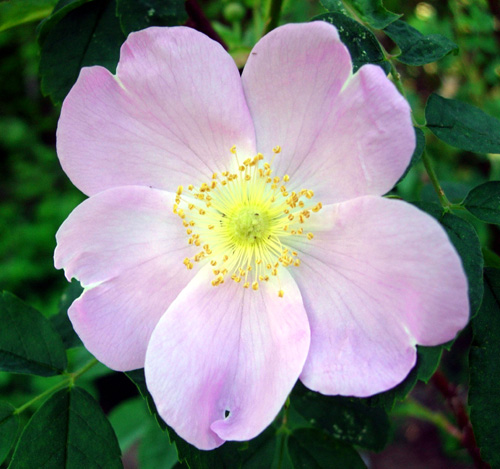 Wood Rose | Native Shrubs |-Burnt Ridge Nursery